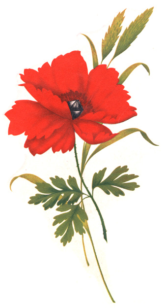 942-820-19 - Red Poppy Decals - National Artcraft