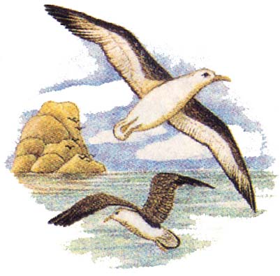 962-539-12 - Albatross Decal - National Artcraft